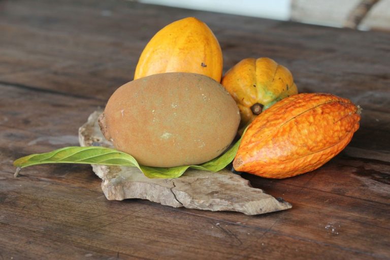 Como Plantar Cupuaçu em Casa → 【Plantio, Cultivo e Colheita】 Como Plantar Cupuaçu em Casa → 【Plantio, Cultivo e Colheita】