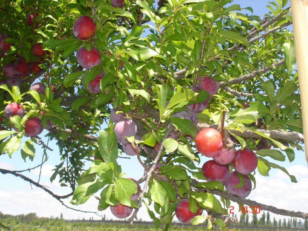Como Plantar Ameixa em Casa → 【Plantio, Cultivo e Colheita】