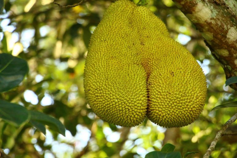 Jaca → O que é, Para que Serve, Benefícios e Malefícios!