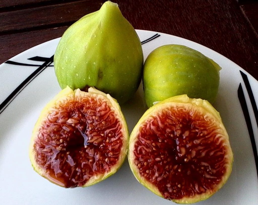 Como Plantar Figo em Casa → 【Plantio, Cultivo e Colheita】