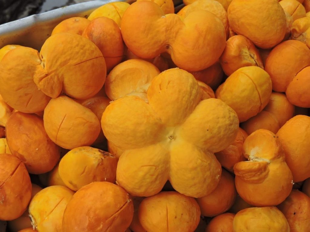 Pequi - O que é, Para que Serve, Benefícios e Malefícios!