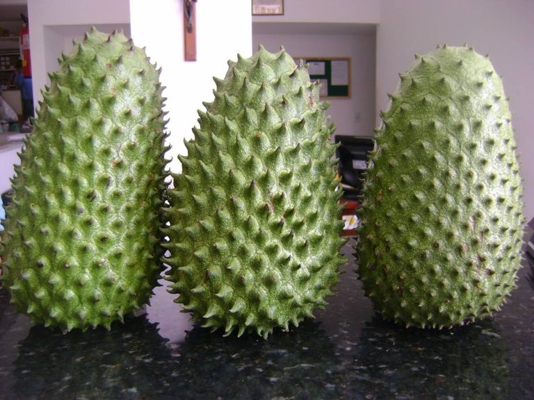 Graviola → O que é, Para que Serve, Benefícios e Malefícios!