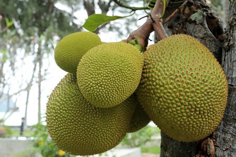 Jaca → O que é, Para que Serve, Benefícios e Malefícios!