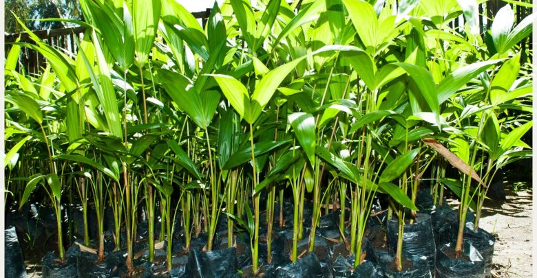 Como Plantar Açaí em Casa → 【Plantio, Cultivo e Colheita】