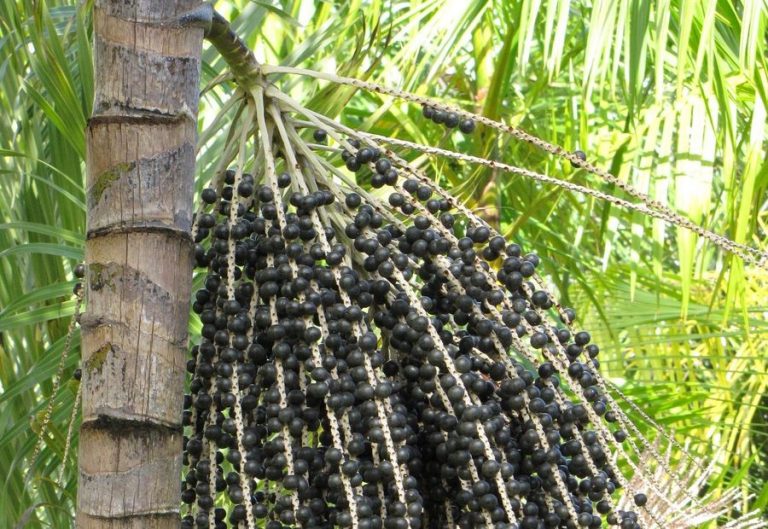 Como Plantar Açaí em Casa → 【Plantio, Cultivo e Colheita】