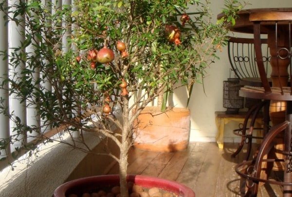 Como Plantar Romã em Casa → 【Plantio, Cultivo e Colheita】