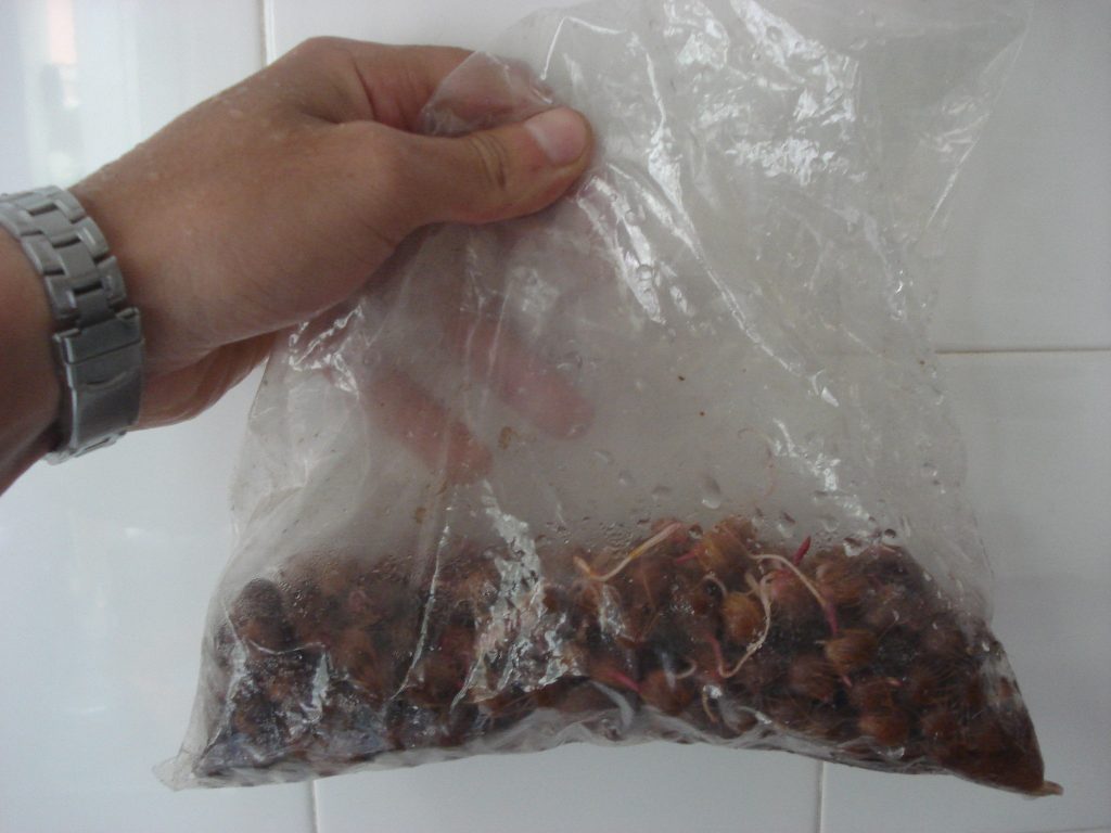 Como Plantar Açaí em Casa → 【Plantio, Cultivo e Colheita】