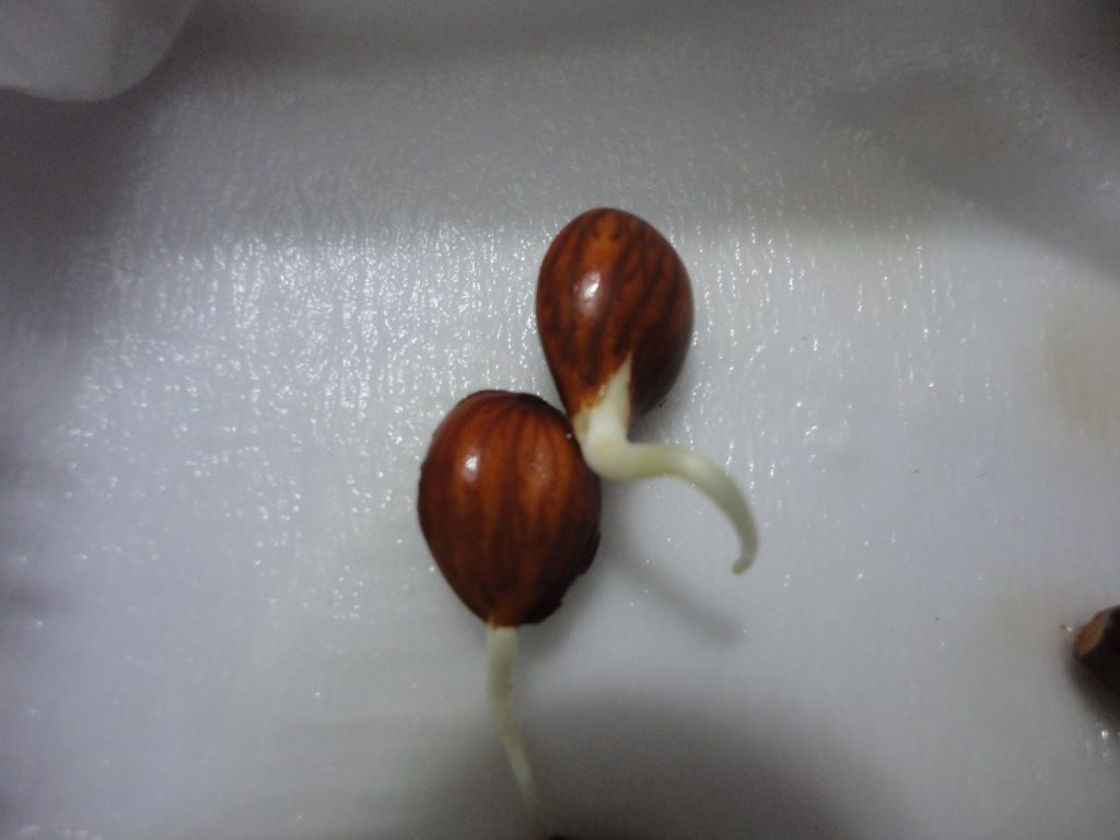 Como Plantar Ameixa em Casa → 【Plantio, Cultivo e Colheita】