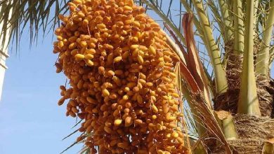 Como Plantar Tâmara: Plantio, Cultivo e Colheita | Horta em Casa