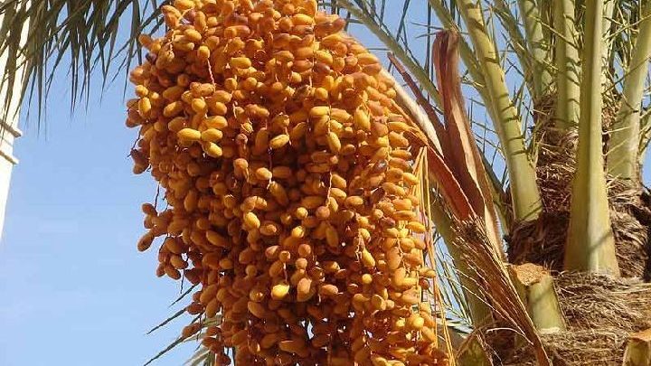 Como Plantar Tâmara: Plantio, Cultivo e Colheita | Horta em Casa