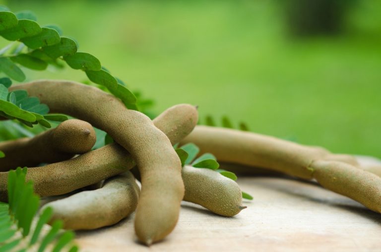 Tamarindo: 11 Benefícios, Informação Nutricional, Receitas e Malefícios ...