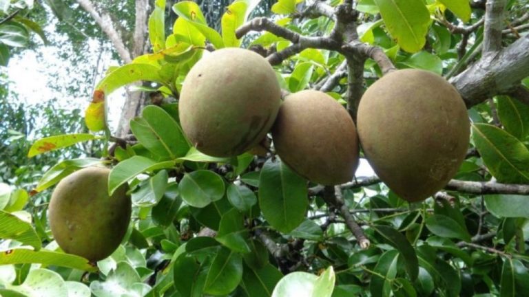 Bacuri: 12 Benefícios, Informação Nutricional, Receitas e Malefícios ...