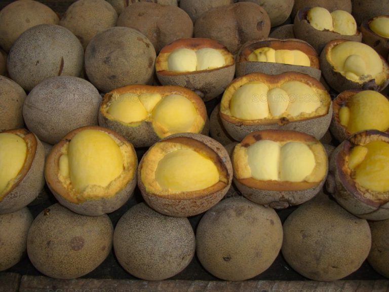 Bacuri: 12 Benefícios, Informação Nutricional, Receitas e Malefícios ...