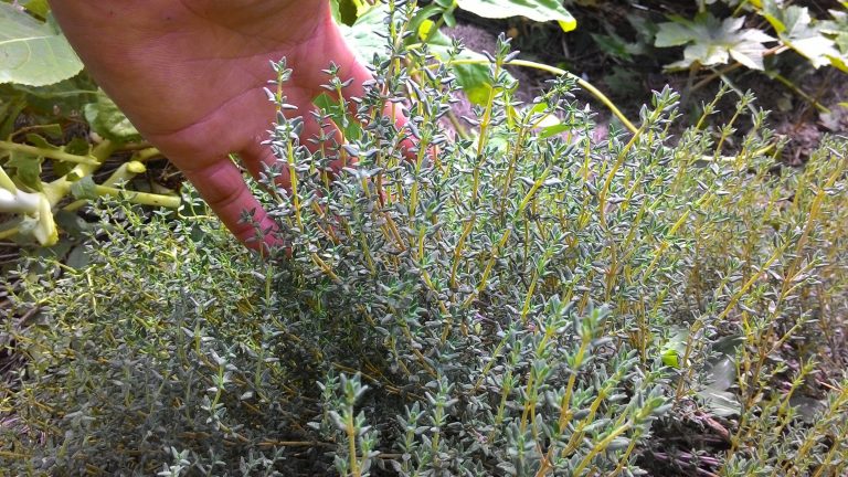 Tomilho - O que é, Para que Serve, Benefícios e Malefícios!