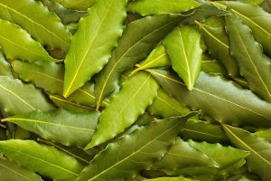 Louro - O que é, Para que Serve, Benefícios e Malefícios!