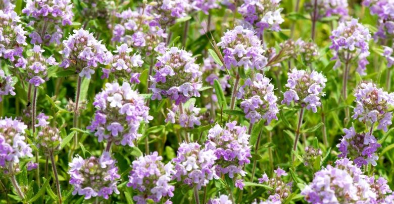 Tomilho - O que é, Para que Serve, Benefícios e Malefícios!