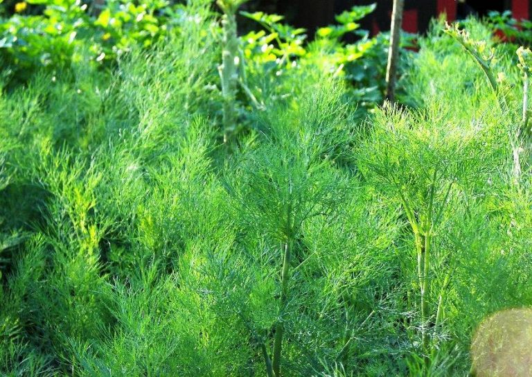 Cominho: 15 Benefícios, Informação Nutricional, Receitas e Malefícios ...