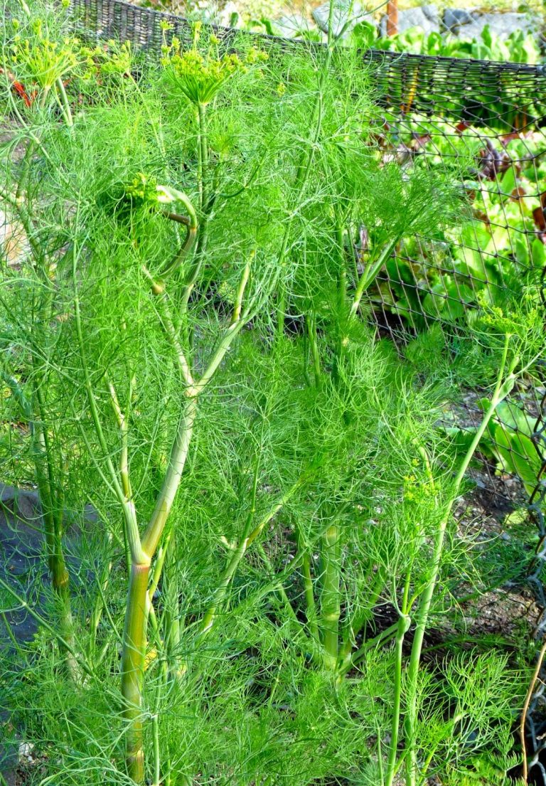 Cominho: 15 Benefícios, Informação Nutricional, Receitas e Malefícios ...