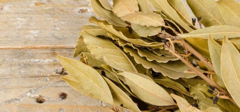 Louro - O que é, Para que Serve, Benefícios e Malefícios!