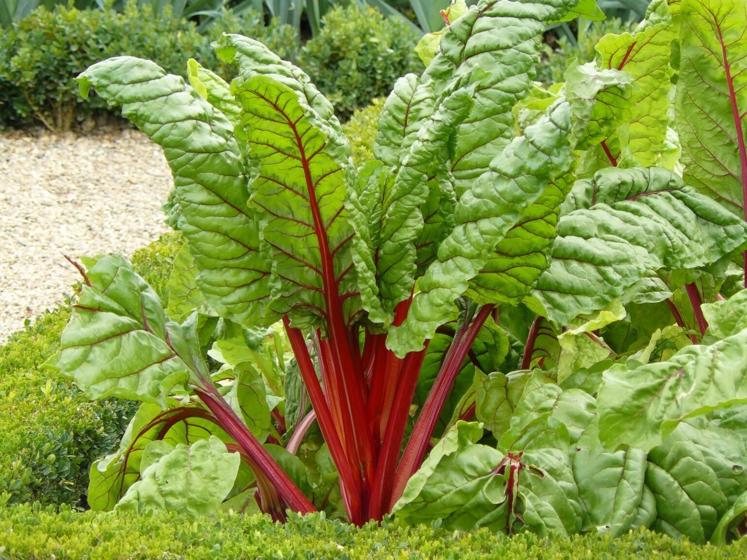 Como Plantar Acelga em Casa | Horta em Casa