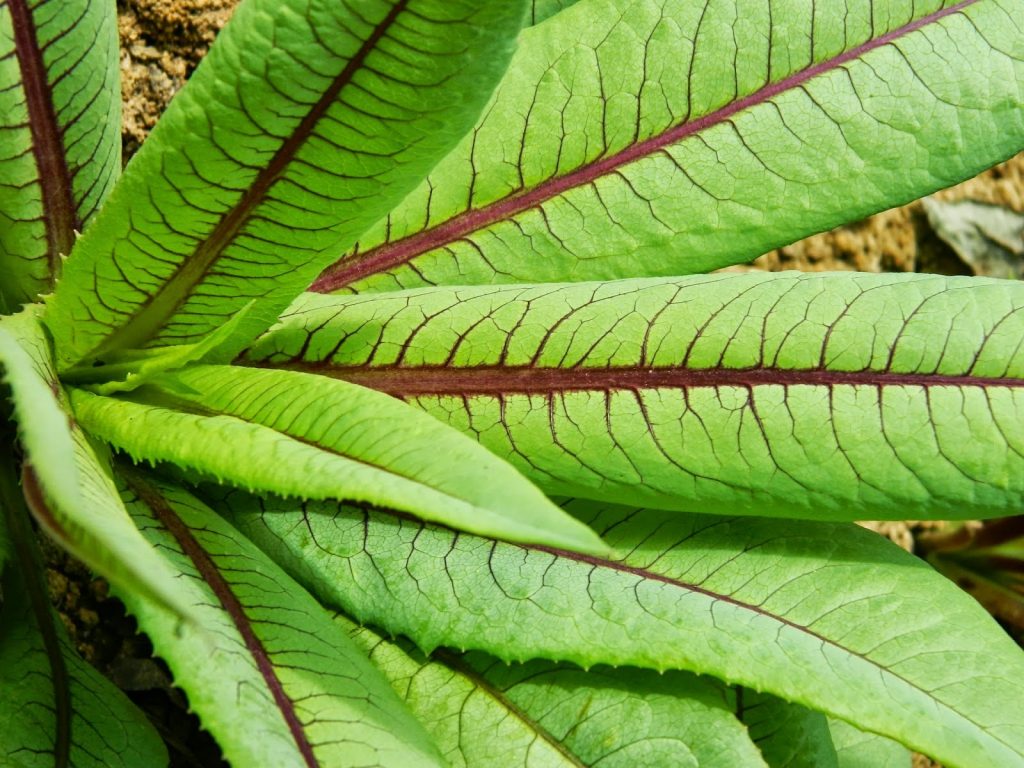 Almeirão: 10 Benefícios, Informação Nutricional, Receitas e Malefícios ...