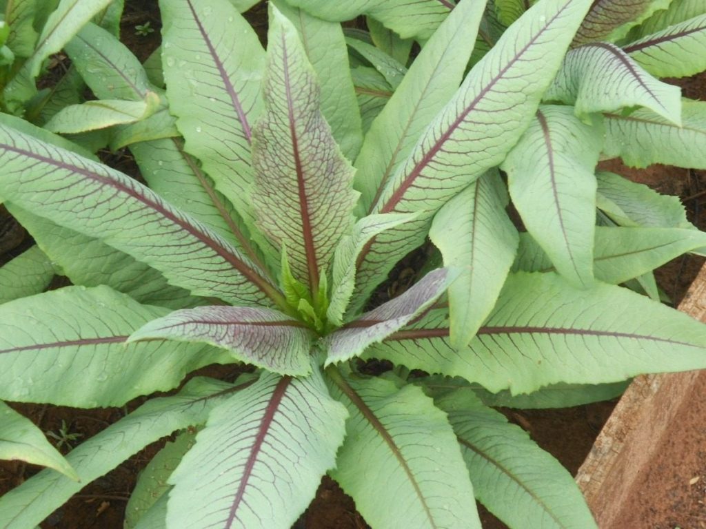 Almeirão: 10 Benefícios, Informação Nutricional, Receitas e Malefícios ...