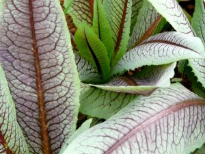 Almeirão: 10 Benefícios, Informação Nutricional, Receitas e Malefícios ...