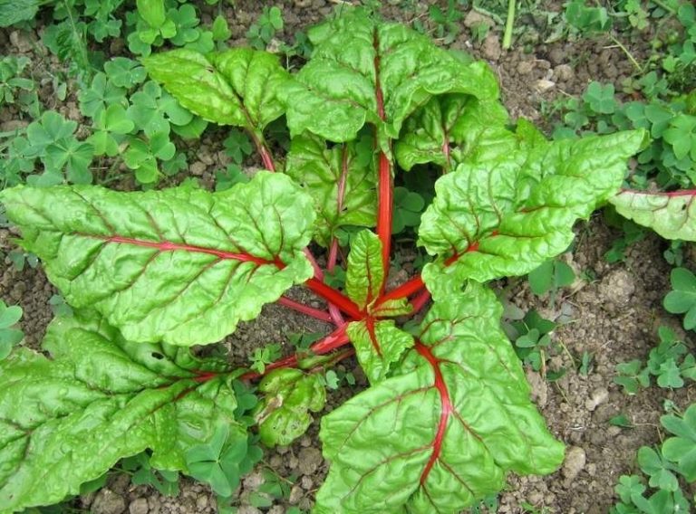 Ruibarbo: 14 Benefícios, Informação Nutricional, Receitas e Malefícios ...