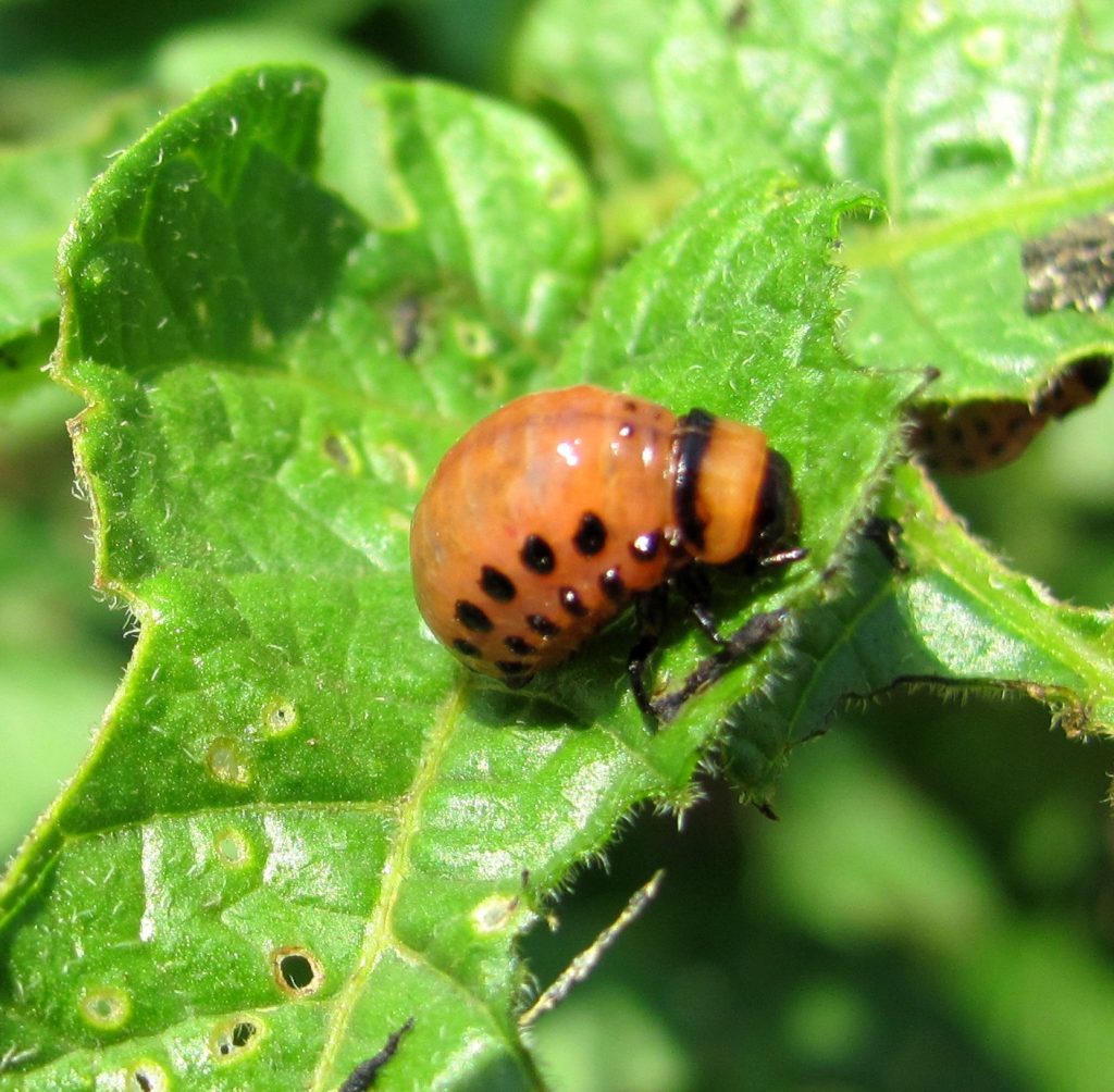 Besouro da Batata: 10 Métodos para Combatê-lo | Horta em Casa