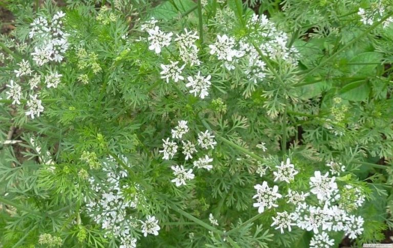 Como Plantar Cominho em Casa: Plantio, Cultivo e Colheita