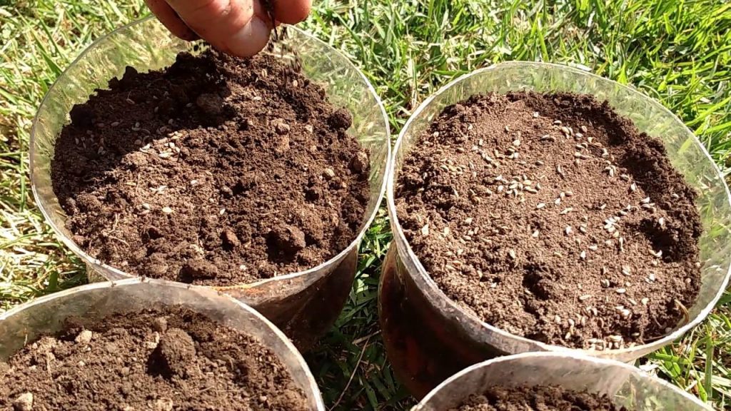 Como Plantar Salsa em Casa: Plantio, Cultivo e Colheita