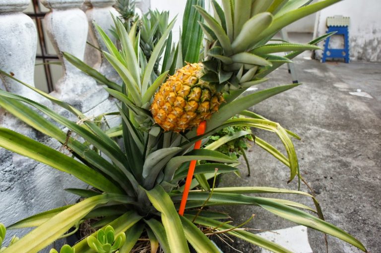 Como Plantar Ananás | Horta em Casa