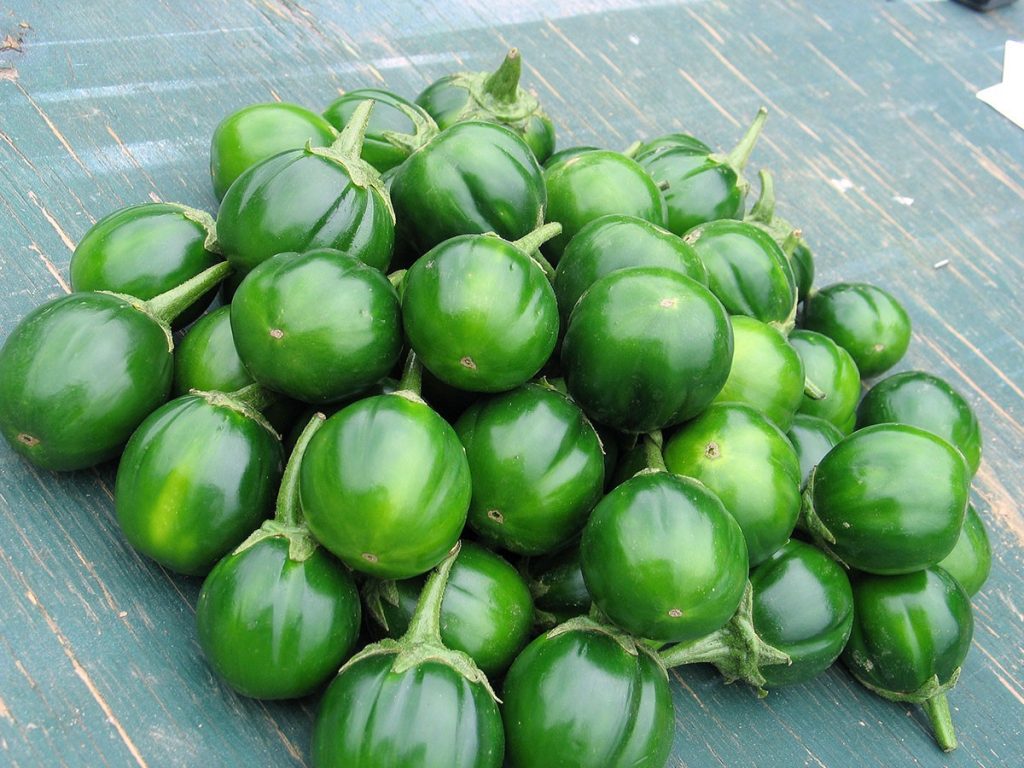 Como Plantar Jiló em Casa | Horta em Casa