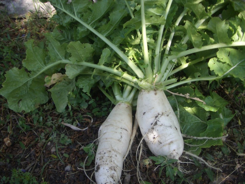 Como Plantar Nabo em Casa | Horta em Casa