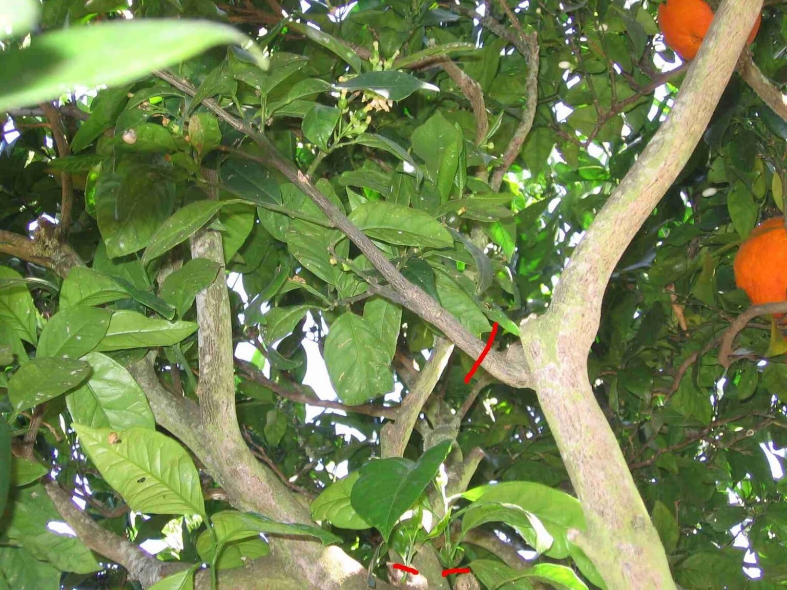 Como Podar Planta de Limão, Laranja e Tangerina | Horta em Casa