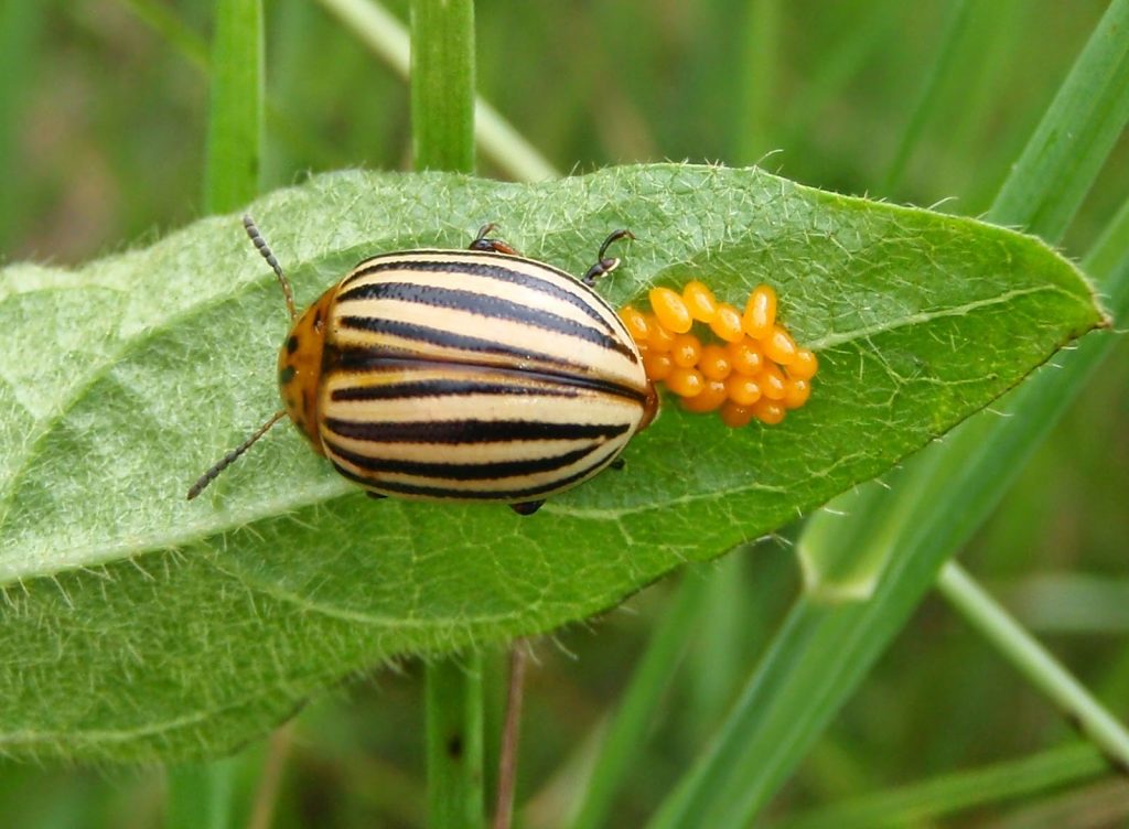 Besouro da Batata: 10 Métodos para Combatê-lo | Horta em Casa