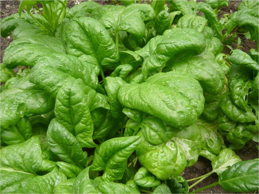 Espinafre: 14 Benefícios, Informação Nutricional, Receitas e Malefícios ...