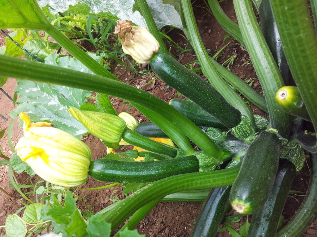 Abobrinha: 10 Benefícios, Informação Nutricional, Receitas e Malefícios