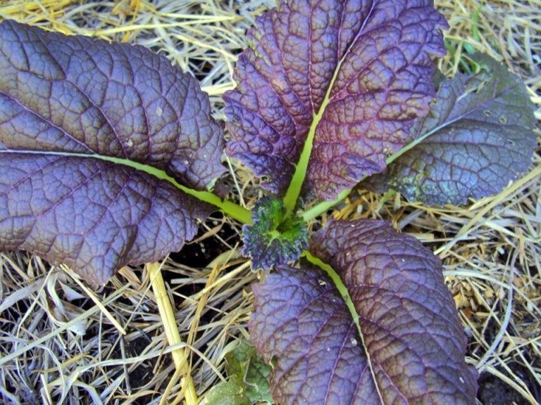 Como Plantar Mostarda em Casa: Plantio, Cultivo e Colheita