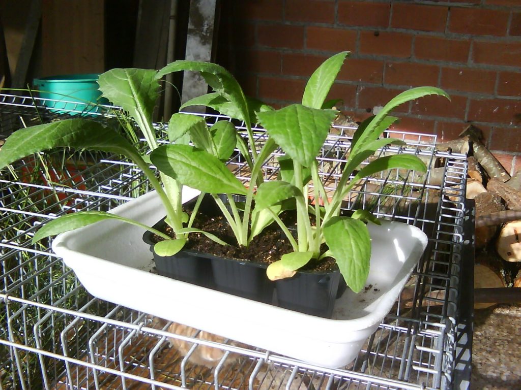 Dicas de Como Fazer Mudas de Planta em Casa | Horta em Casa