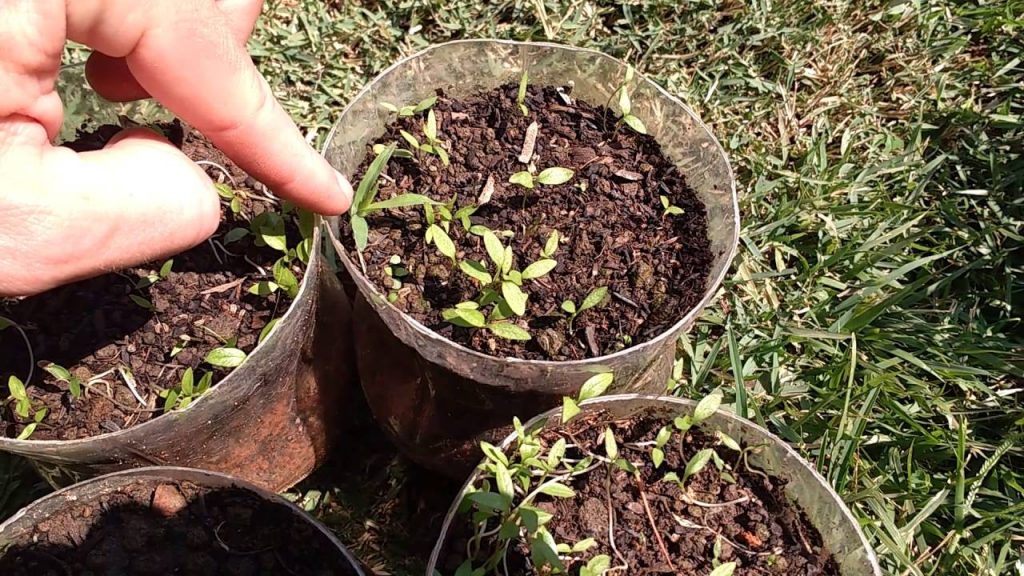 Como Plantar Salsa em Casa: Plantio, Cultivo e Colheita