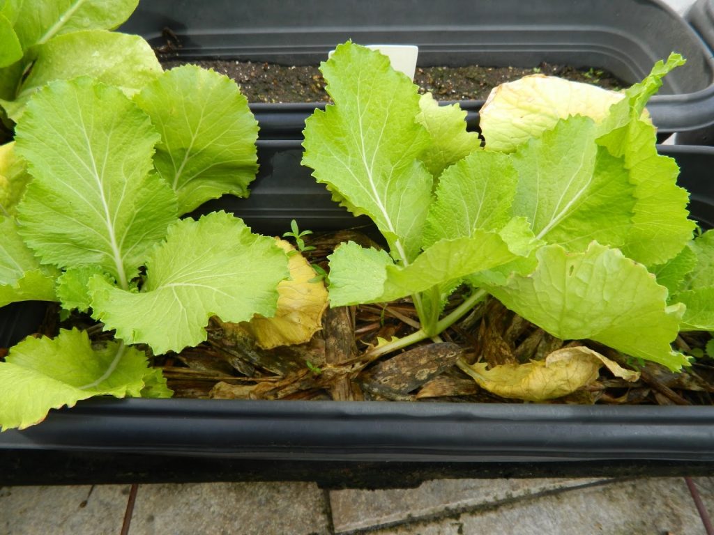 Como Plantar Mostarda em Casa: Plantio, Cultivo e Colheita