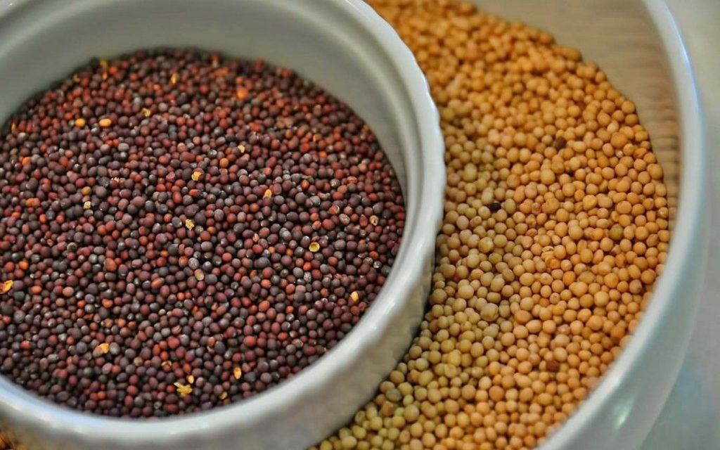 Como Plantar Mostarda em Casa: Plantio, Cultivo e Colheita