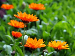 Calêndula: O que é, Para que Serve, Benefícios, Malefícios e Como Usar?