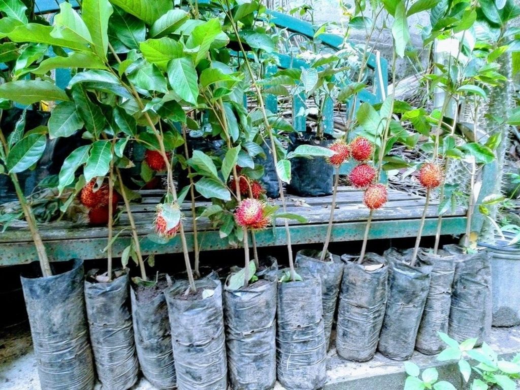 Como Plantar Rambutan: Plantio, Cultivo e Colheita!