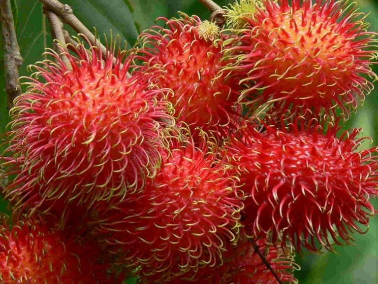 Rambutan: 12 Benefícios, Informação Nutricional, Receitas e Malefícios