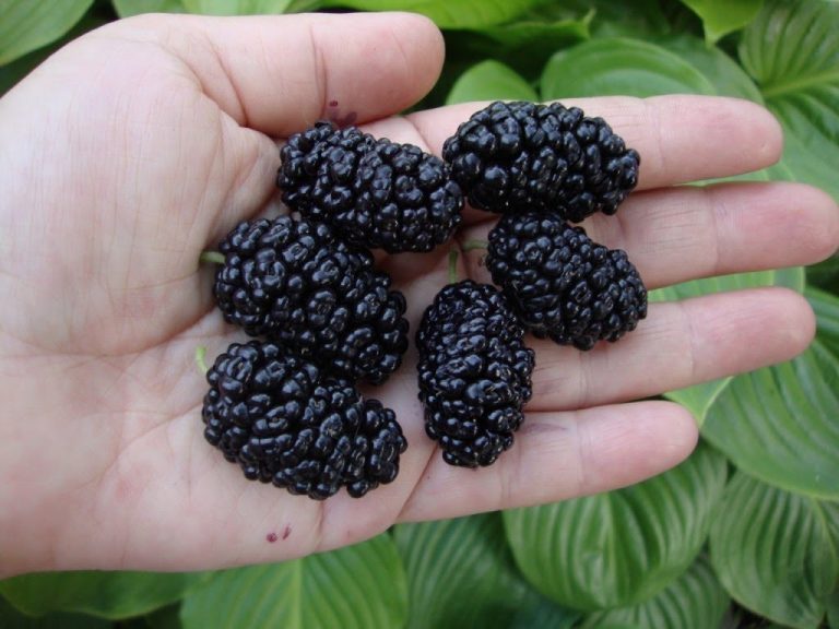 Como Plantar Amora em Casa: Plantio, Cultivo e Colheita