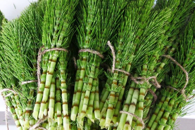 Como Plantar Cavalinha em Casa | Horta em Cas