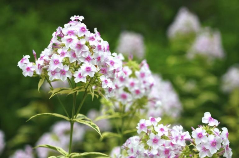 Como Plantar Flox de Jardim | Horta em Casa