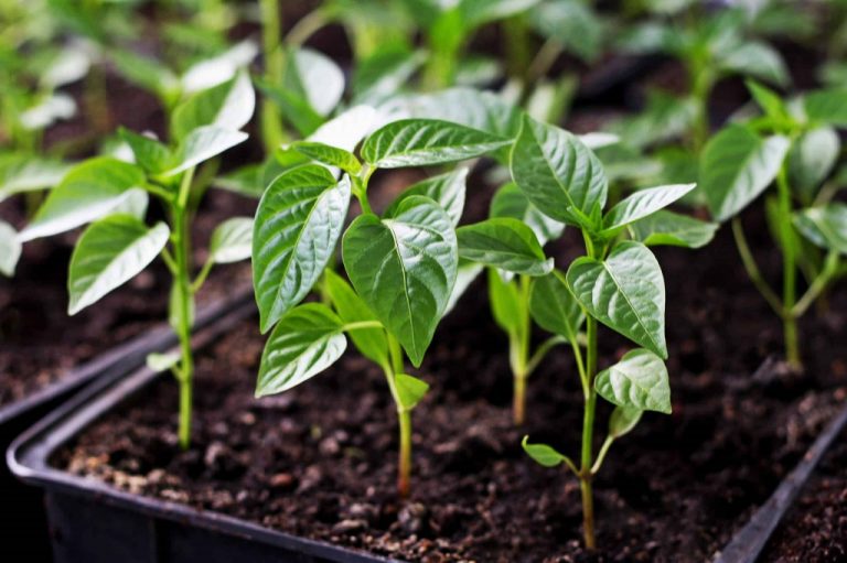 Como Plantar Pimenta de Cheiro em Casa | Horta em casa